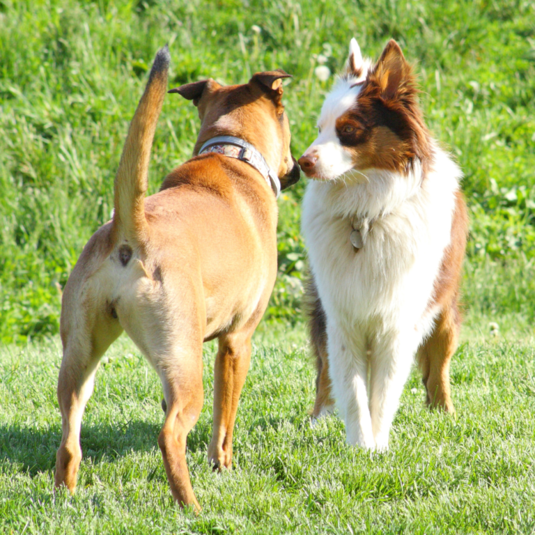 Understanding Dog Tail Language In 2025