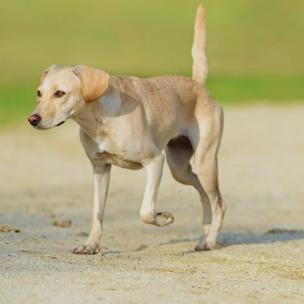 Understanding Dog Tail Language In 2025