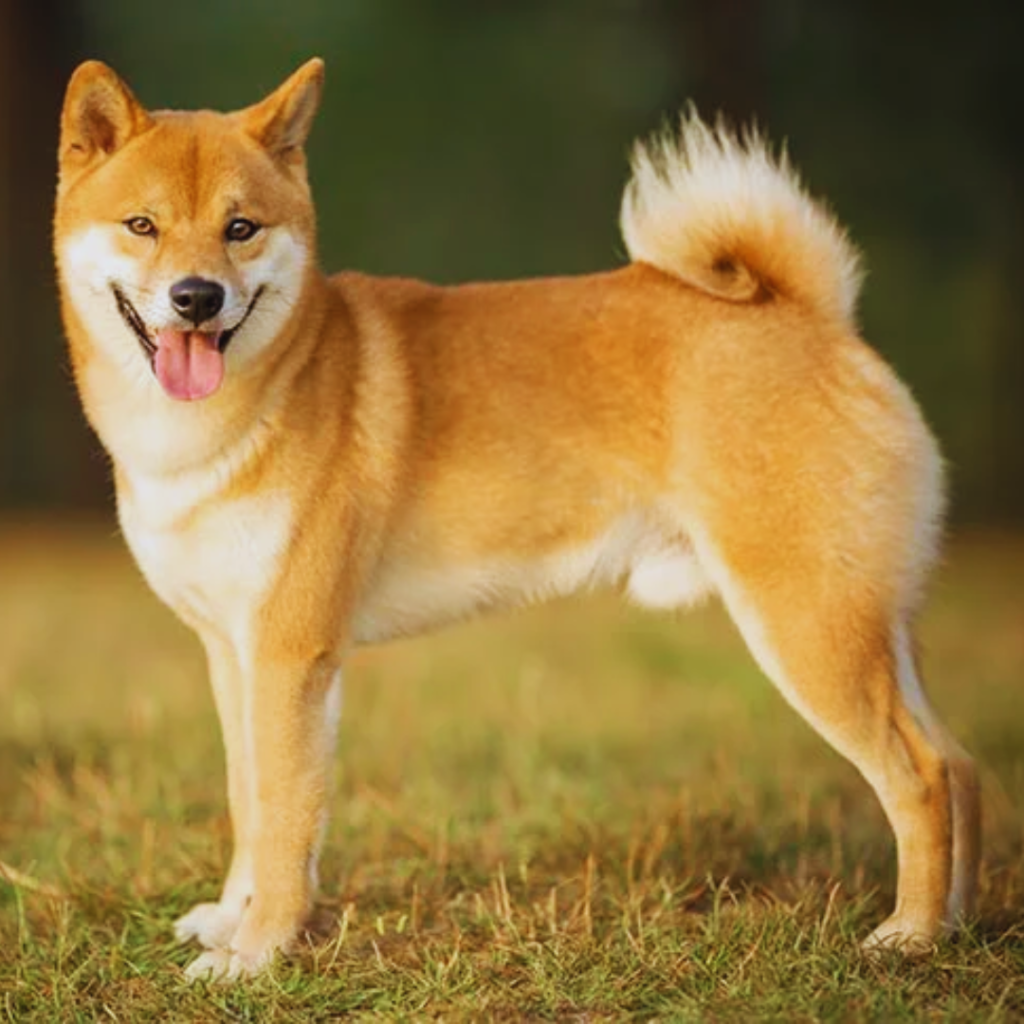 Understanding Dog Tail Language In 2025