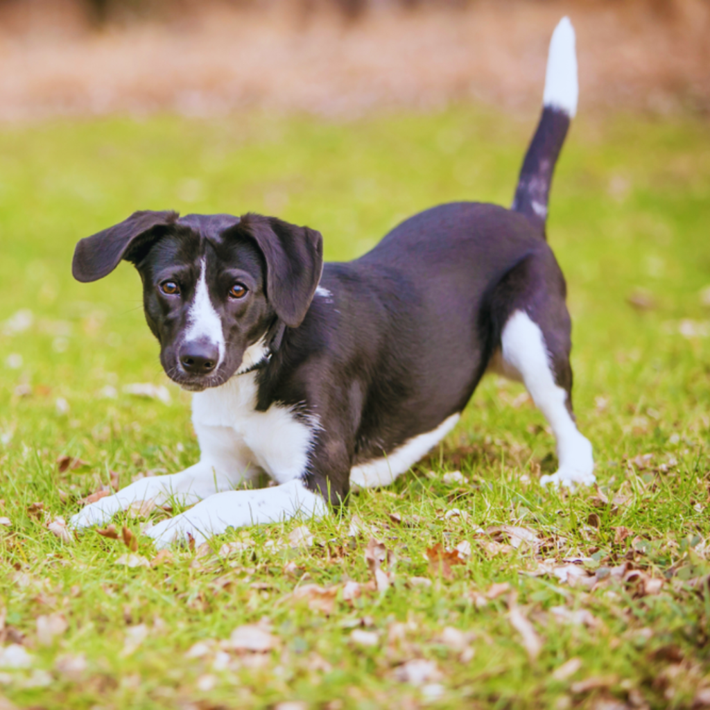 Understanding Dog Tail Language In 2026