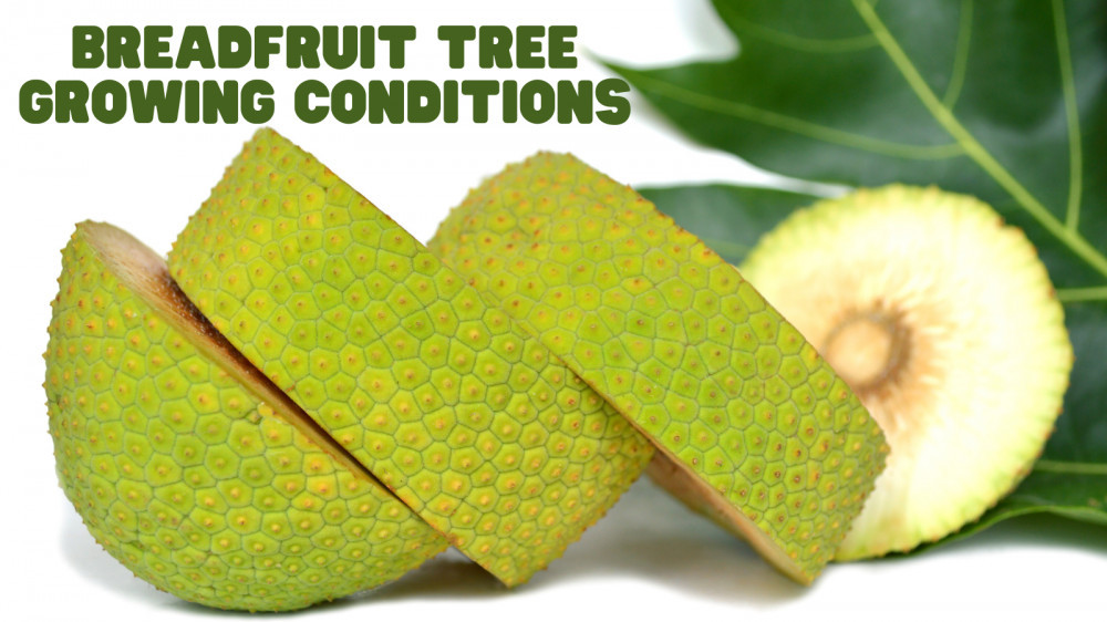 Breadfruit Tree Growing Conditions In 2022 | Close To Nature
