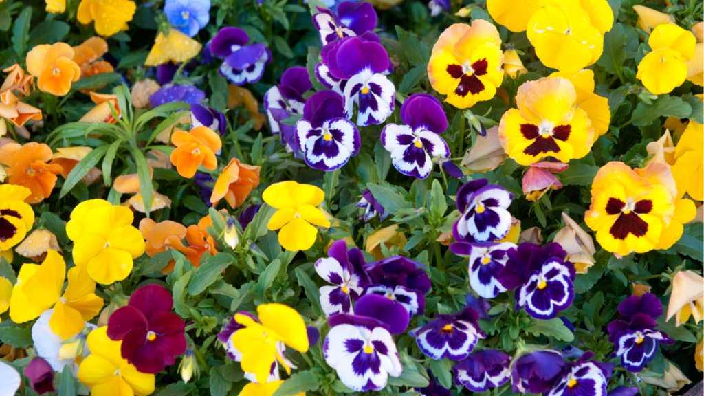 How To Grow Pansies And Violas In A Container In 2026
