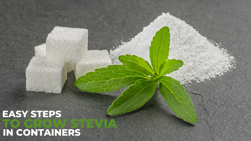 Easy Steps To Grow Stevia In Containers In 2025