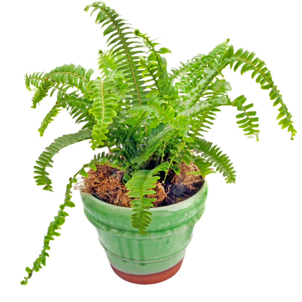 Easy Steps To Grow Ferns In A Container In 2026