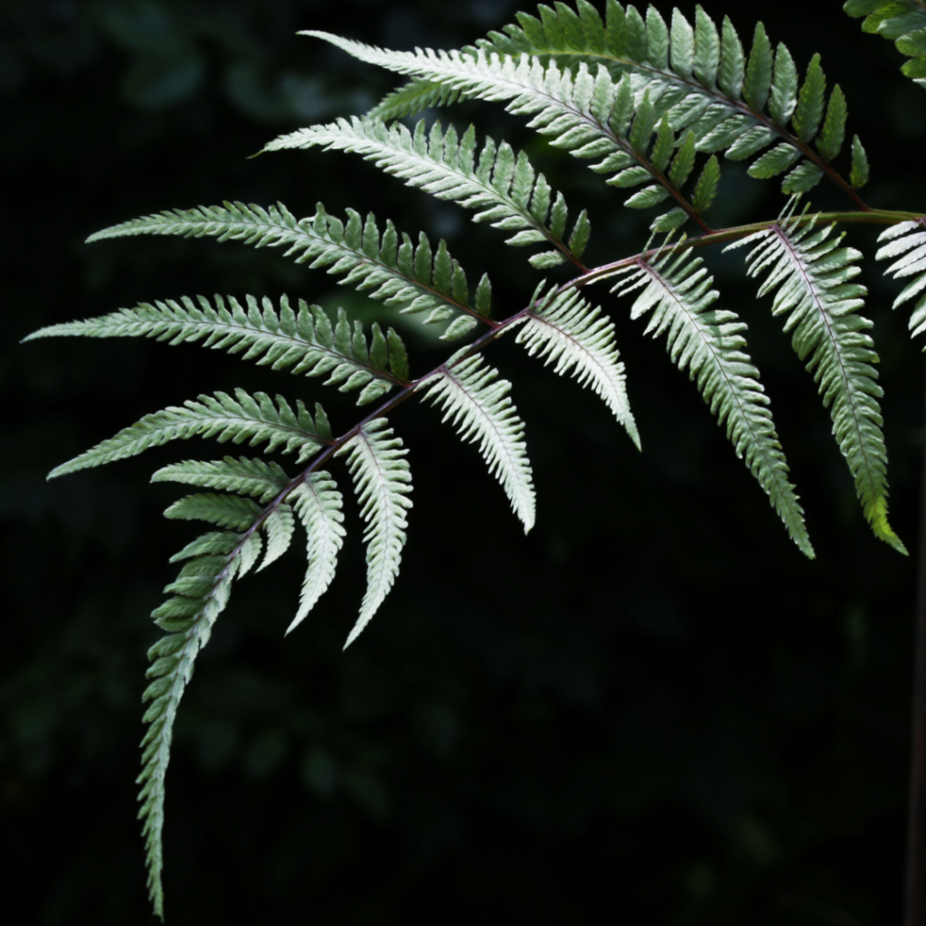 Easy Steps To Grow Ferns In A Container In 2025