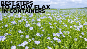 Best Steps To Grow Flax In Containers 2026 | Close To Nature