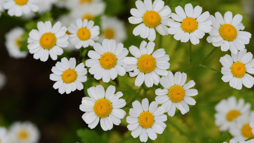 Easy Steps To Grow Feverfew In Containers In 2026