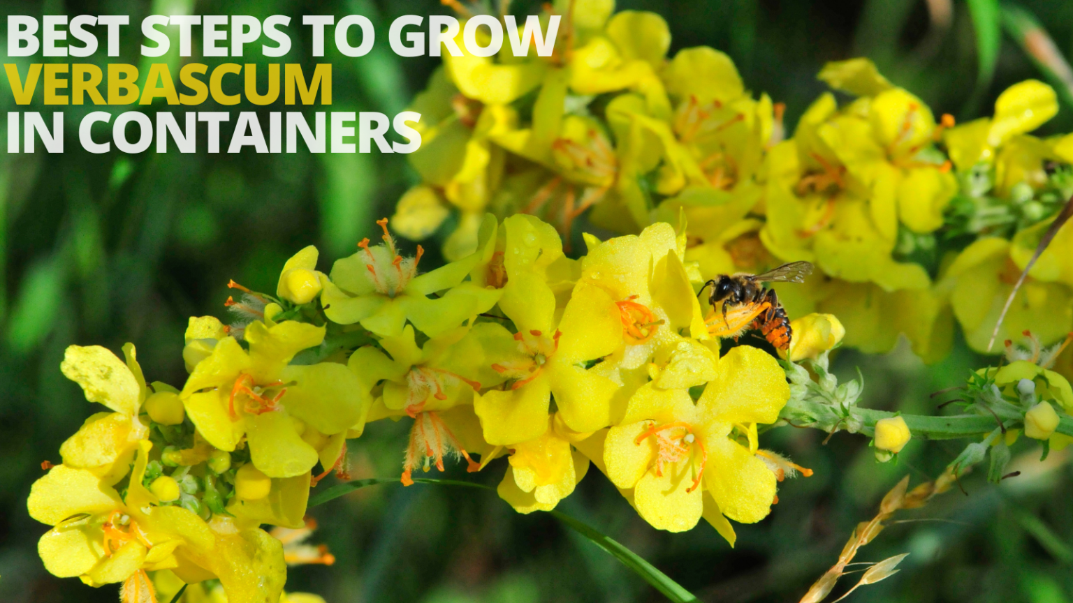 Best Steps To Grow Milkweed In Containers | Updated: 2025