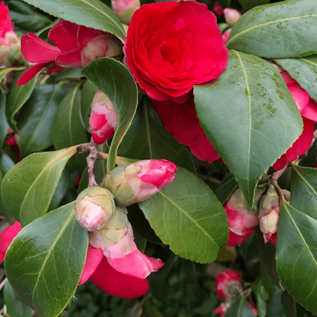 Best Steps To Grow Camellia In Containers In 2026
