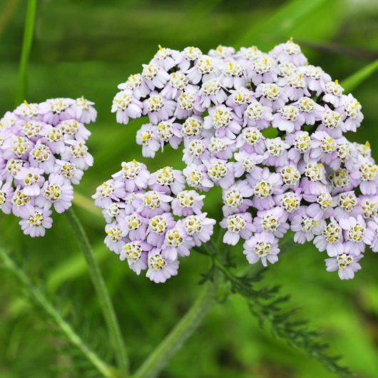 Best Steps To Grow Yarrow In Containers | Updated In 2025