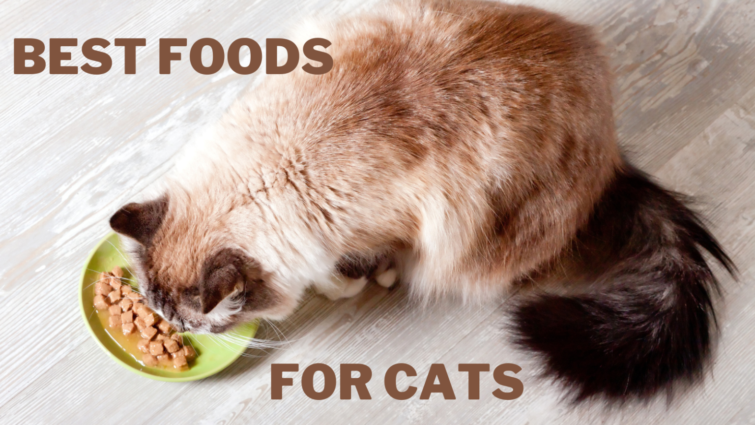 Best Foods For Cats | March 2026 | Close To Nature