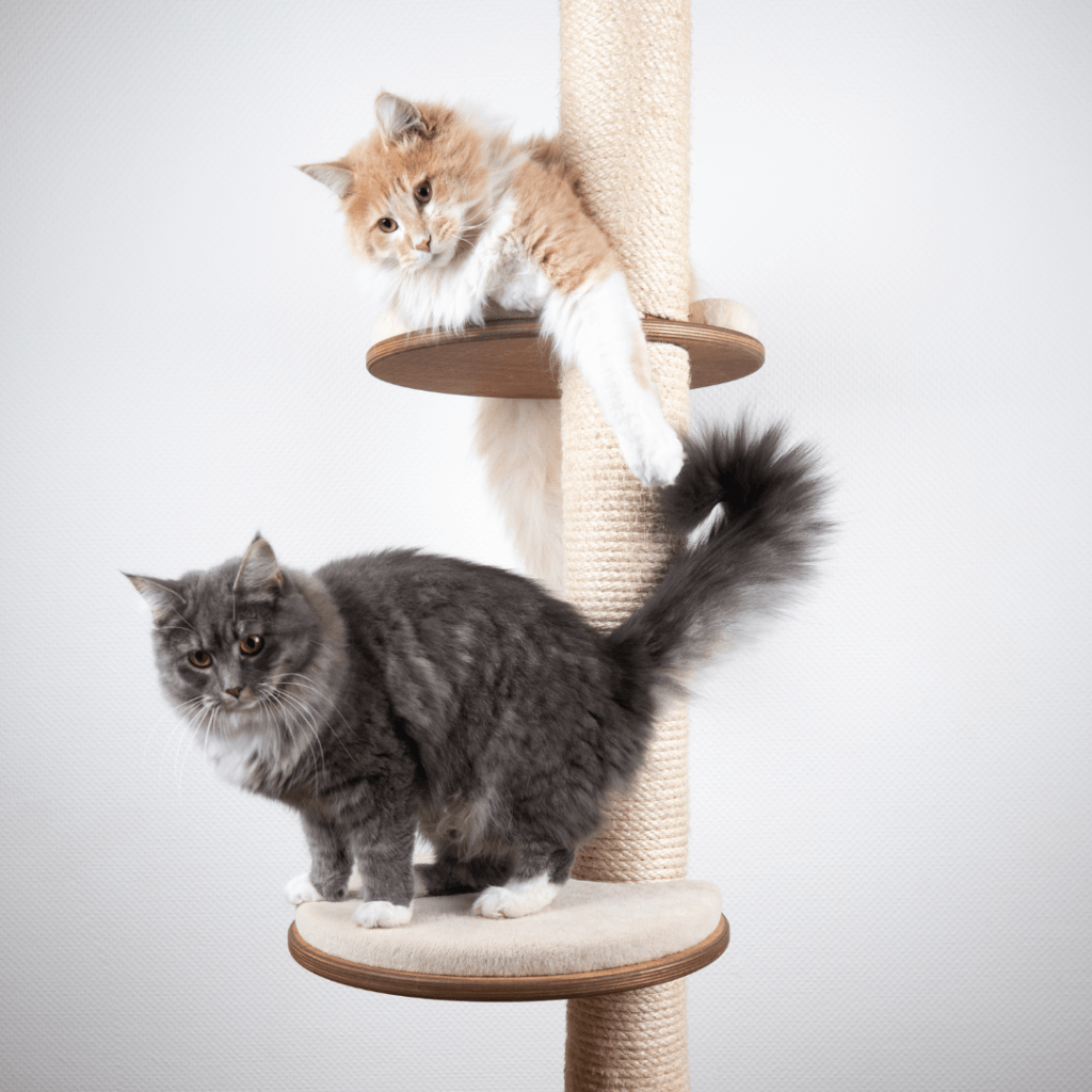 Ultimate Guide To Cat Supplies In 2026 | Close To Nature