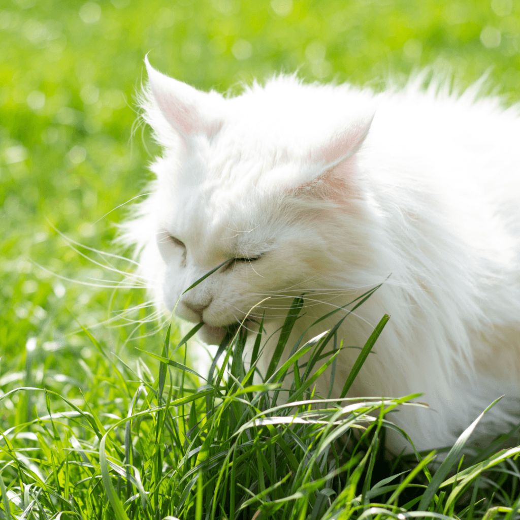 Hairballs And Cats - All You Need To Know In 2025