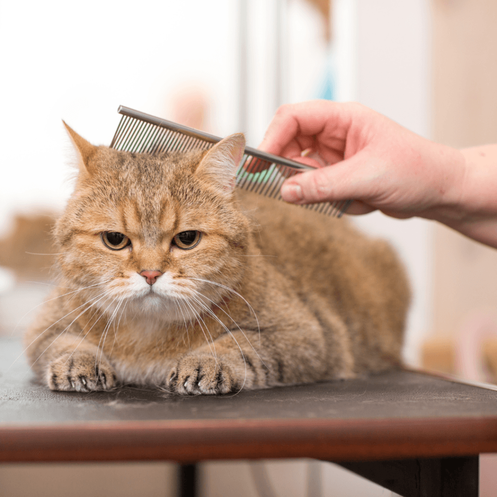 Ultimate Guide To Cat Supplies In 2026 | Close To Nature