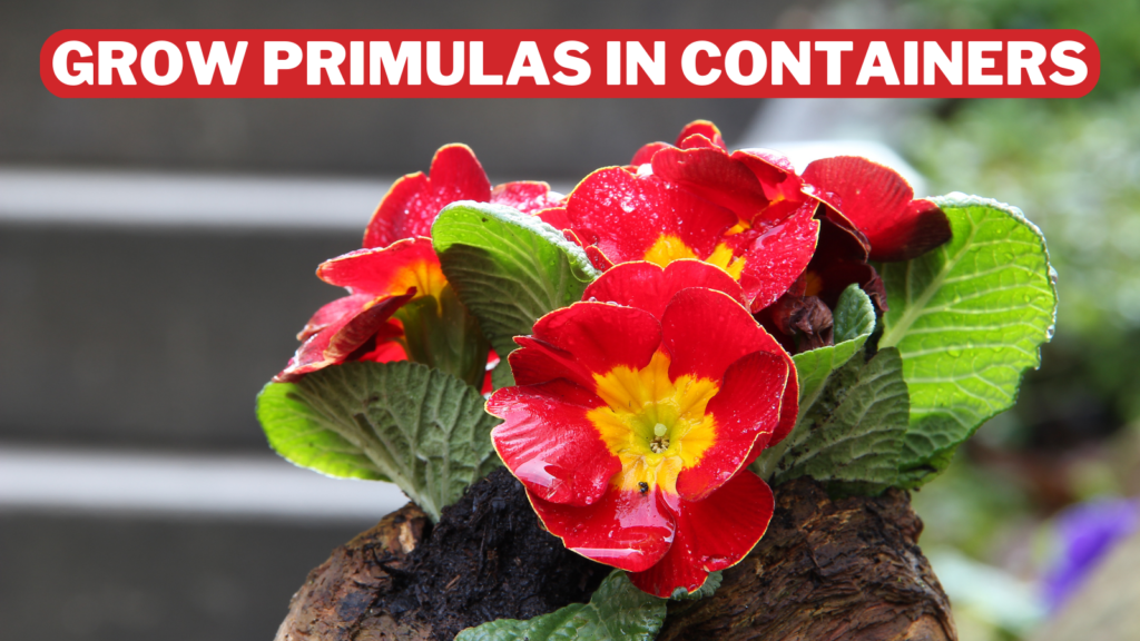Best Steps To Grow Primulas In Containers In 2025
