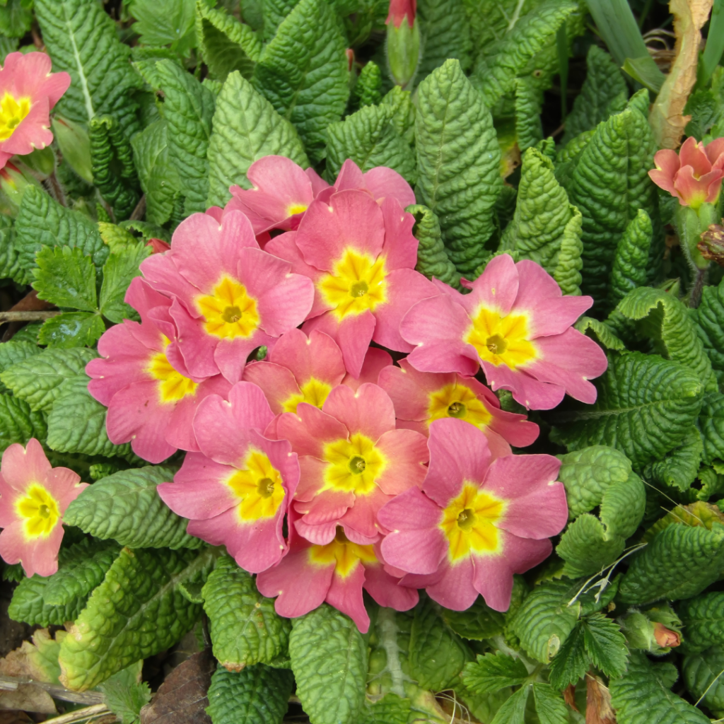 Best Steps To Grow Primulas In Containers In 2025