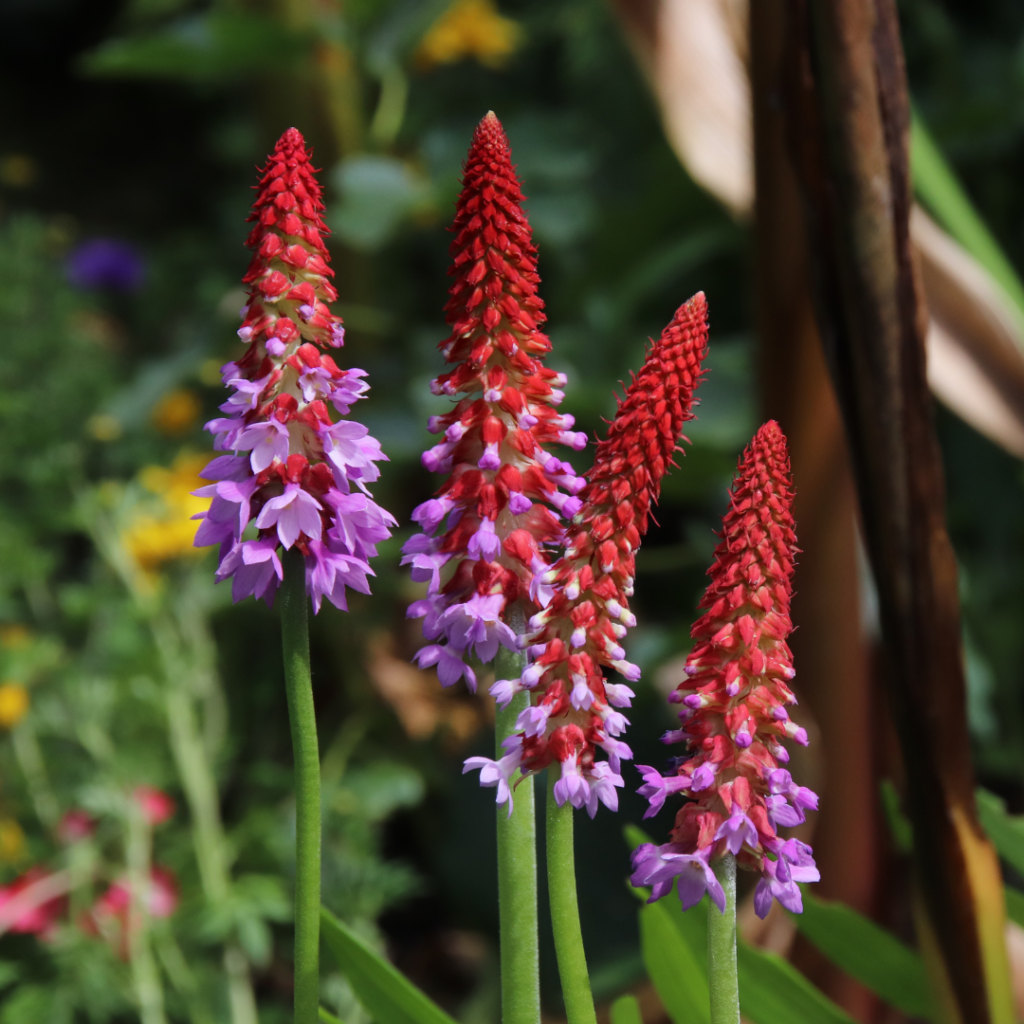 Best Steps To Grow Primulas In Containers In 2026