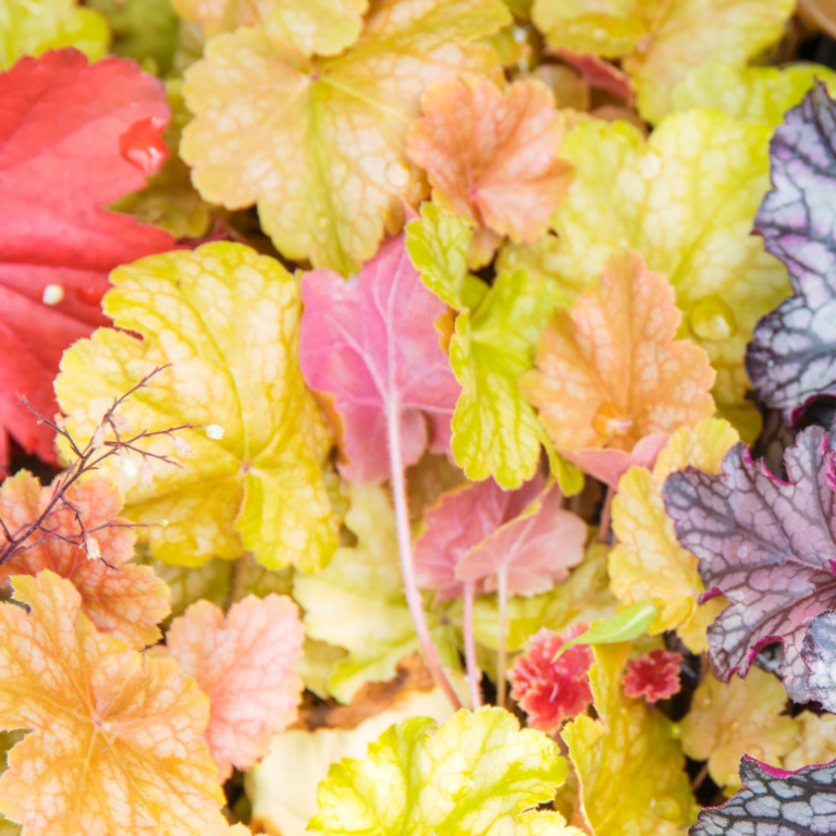 Best Steps To Grow Heucheras In Containers In 2025