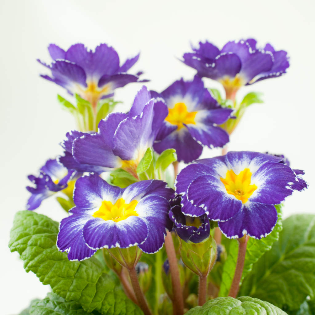 Best Steps To Grow Primulas In Containers In 2025