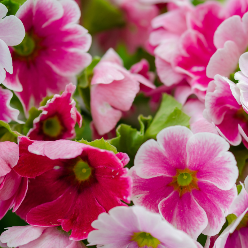 Best Steps To Grow Primulas In Containers In 2025