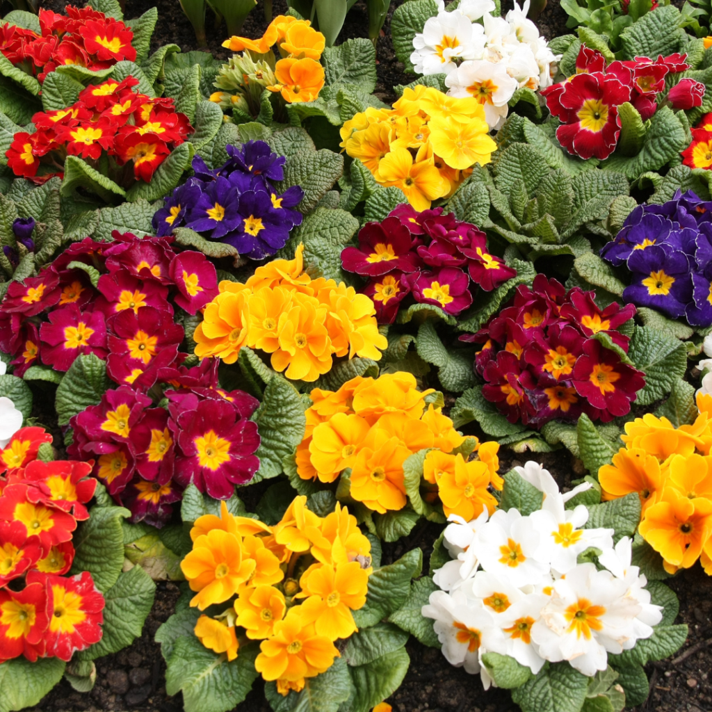 Best Steps To Grow Primulas In Containers In 2025