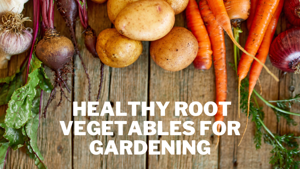Best Healthy Root Vegetables For Gardening In 2024