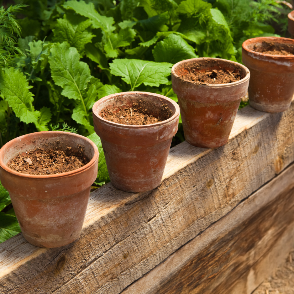 Best Steps To Grow Turnips In Containers In 2025