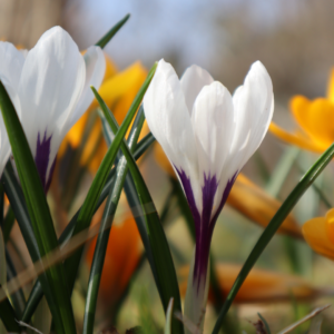 Best Steps To Grow Crocuses In Containers In 2025