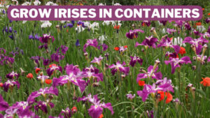 9 Easy Steps To Grow Roses In Containers | Close To Nature