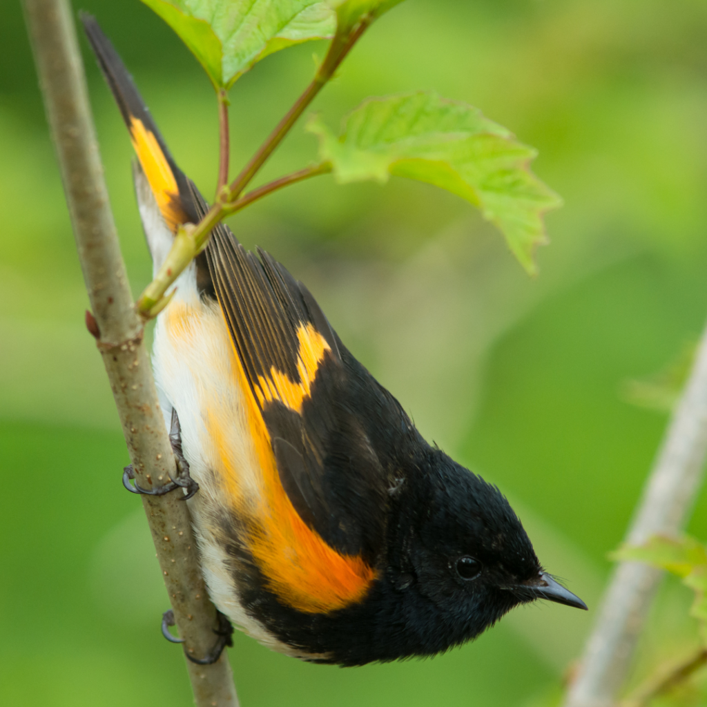 Interesting American Redstart Facts 2025 | Close To Nature