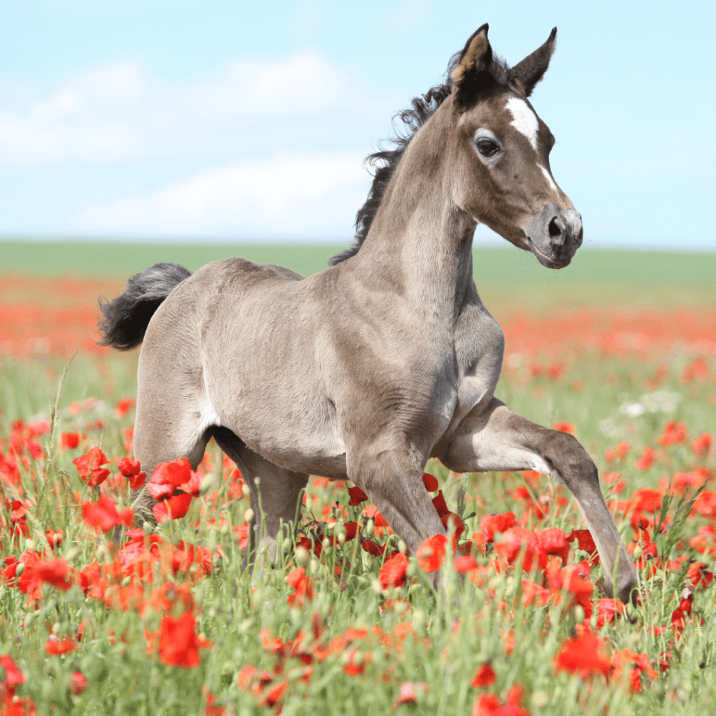Top Arabian Horse Breeds In 2025 | Close To Nature