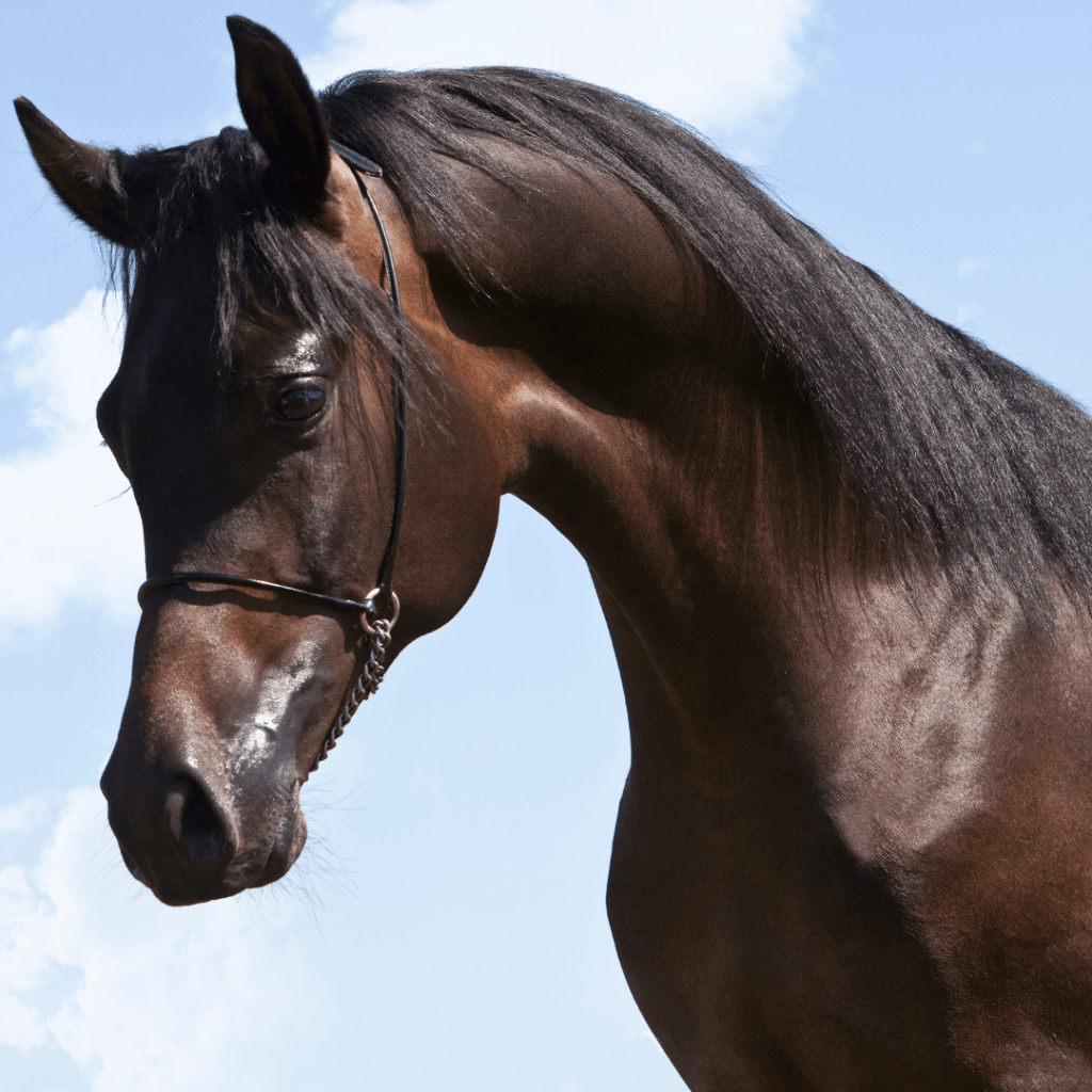 Top Arabian Horse Breeds In 2025 | Close To Nature