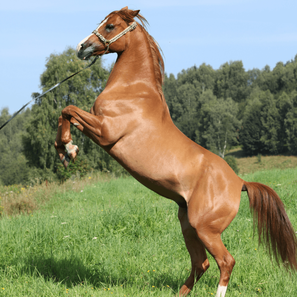 Top Arabian Horse Breeds In 2025 | Close To Nature