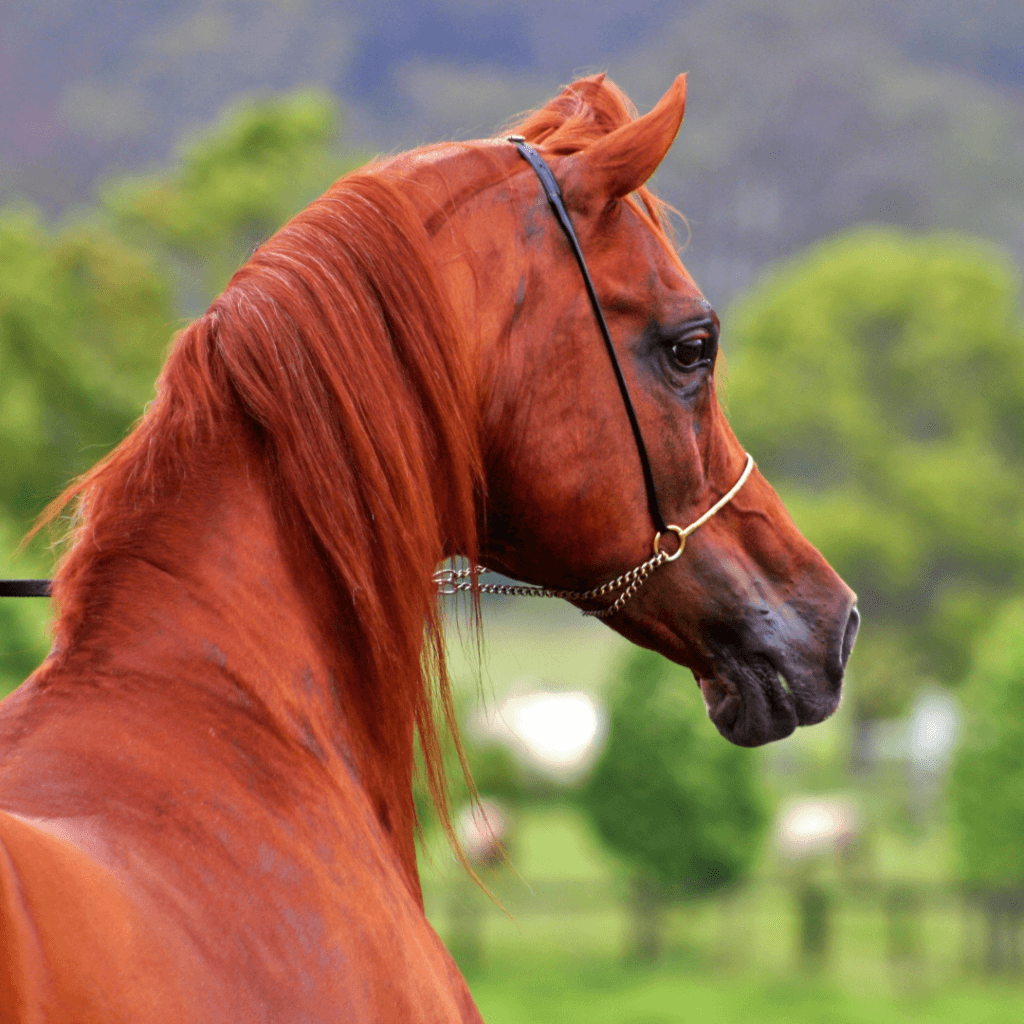 Top Arabian Horse Breeds In 2025 | Close To Nature