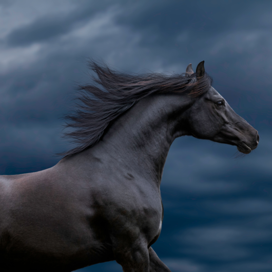 Top Arabian Horse Breeds In 2025 | Close To Nature