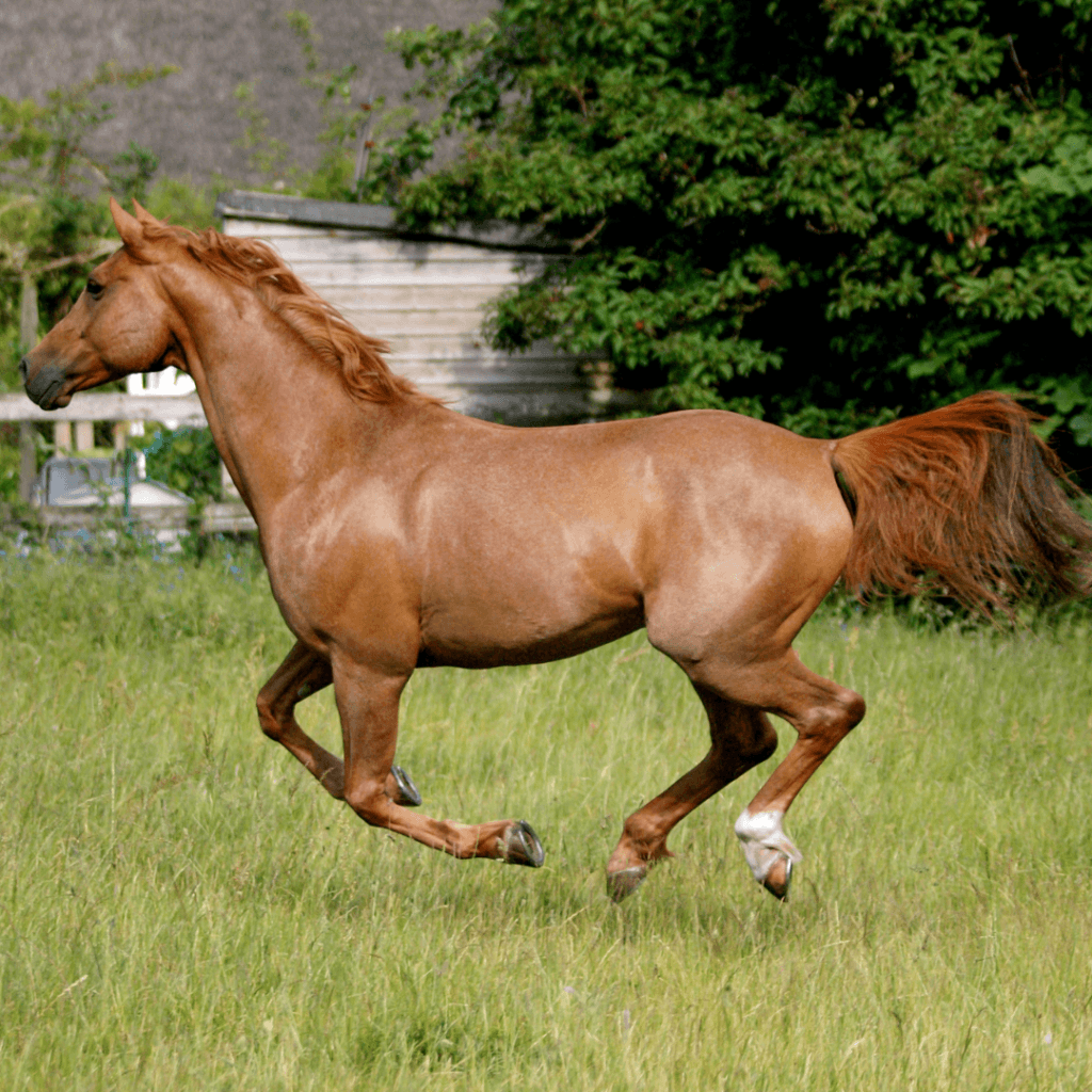 Top Arabian Horse Breeds In 2025 | Close To Nature