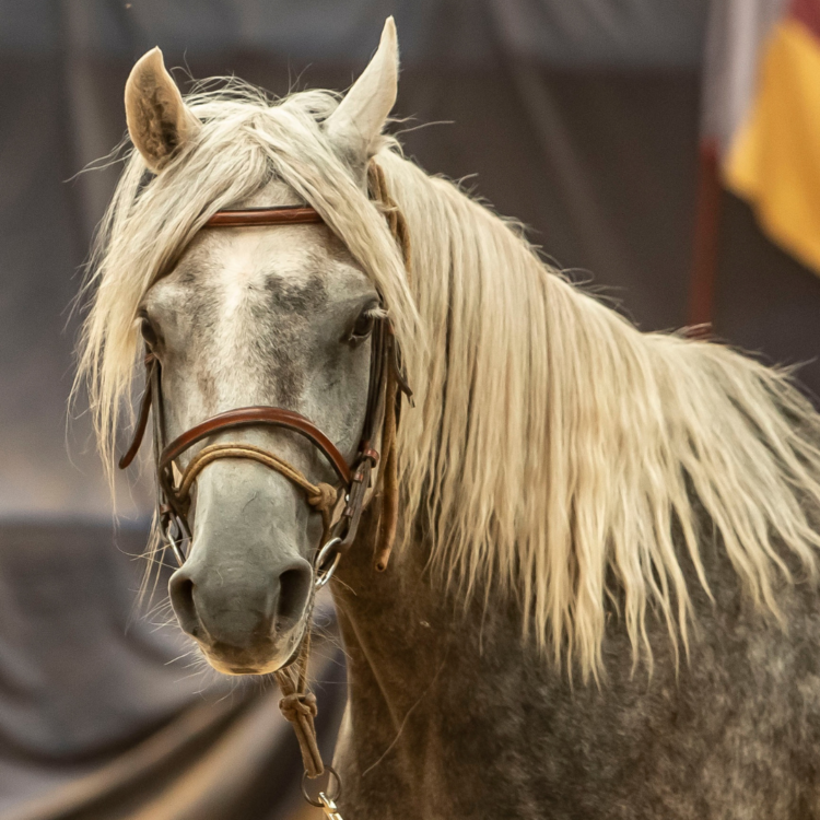 Top Arabian Horse Breeds In 2025 | Close To Nature