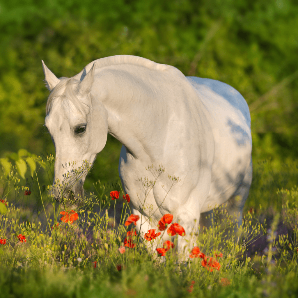 Top Arabian Horse Breeds In 2025 | Close To Nature