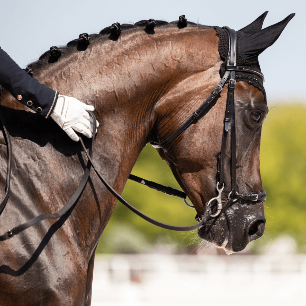 Top Arabian Horse Breeds In 2025 | Close To Nature
