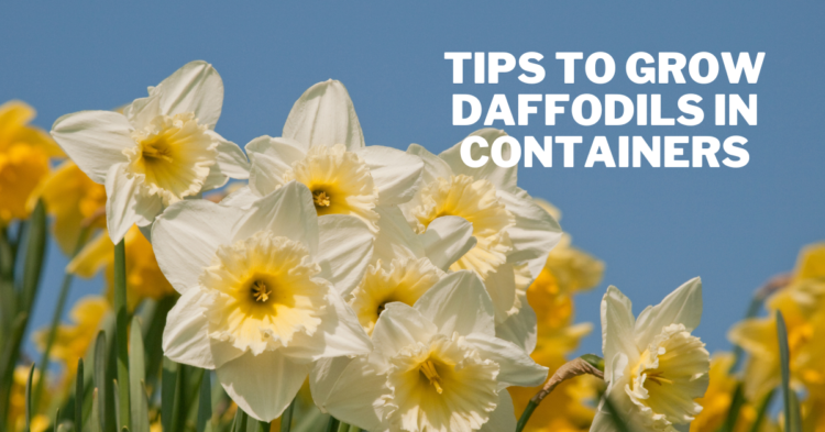 Best Tips To Grow Daffodils In Containers | Updated In 2026