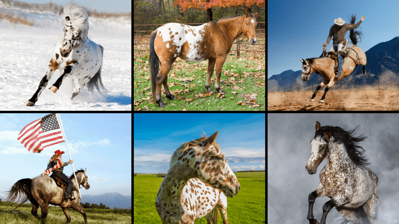 The Most Beautiful Horse Breeds In 2026 | Close To Nature