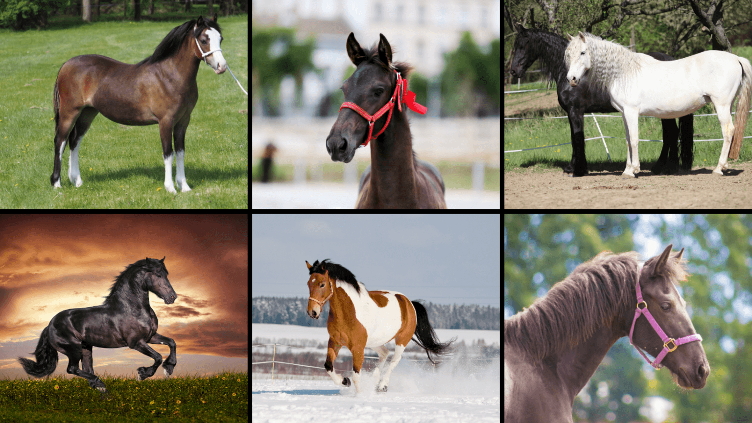 The Most Beautiful Horse Breeds In 2025 | Close To Nature