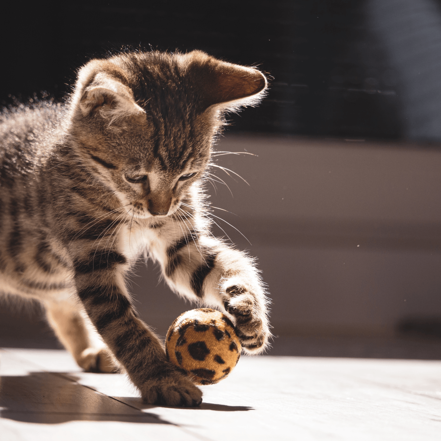 The Role Of Cats In Ancient Civilizations | Updated In 2026