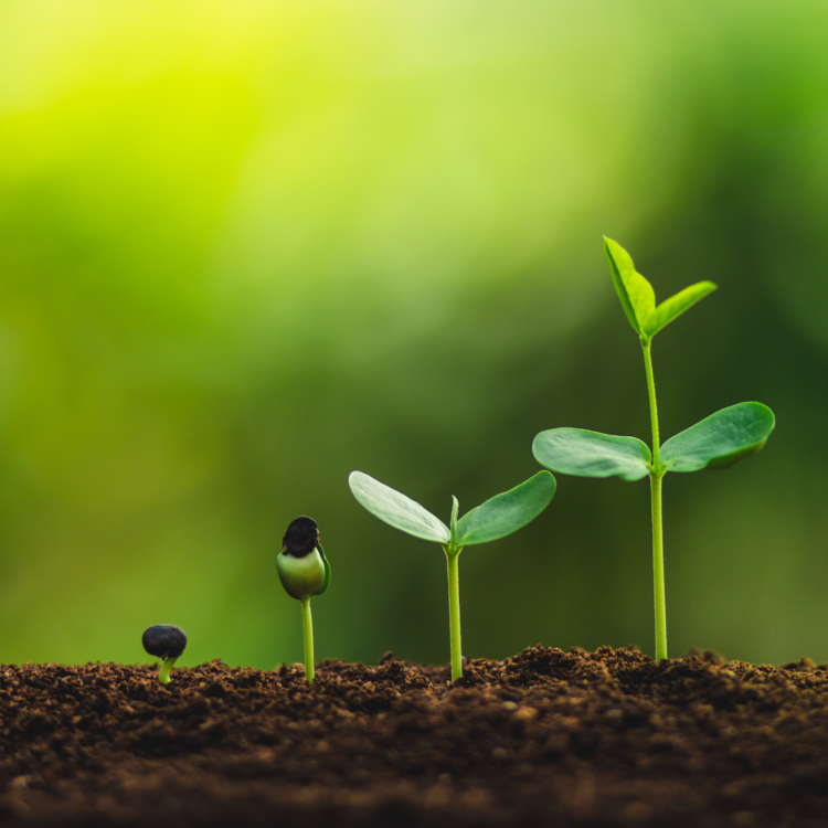 How To Grow Acacia Trees In 2026 | Close To Nature