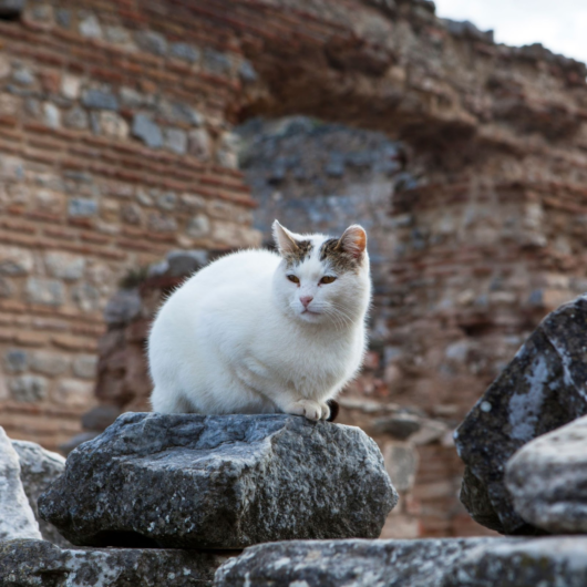 The Role Of Cats In Ancient Civilizations | Updated In 2026