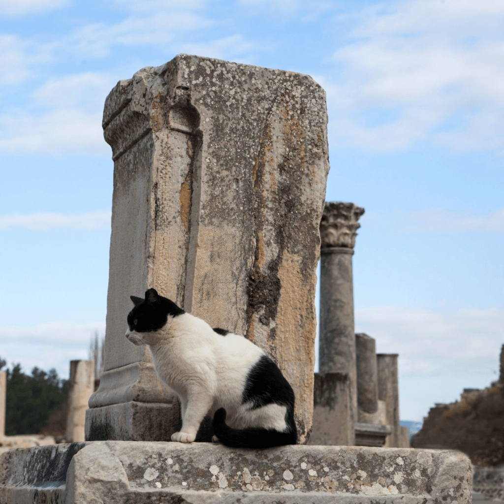 The Role Of Cats In Ancient Civilizations | Updated In 2025