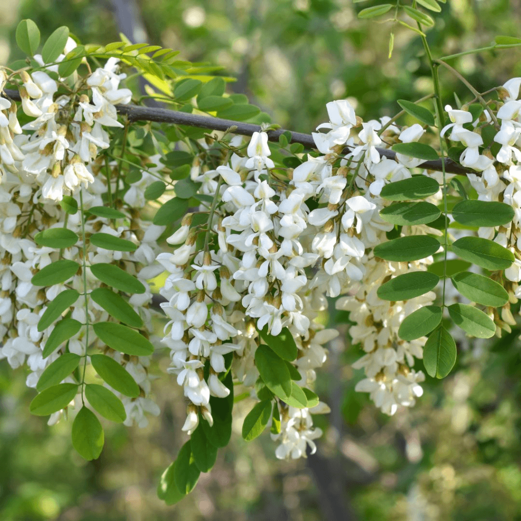 How To Grow Acacia Trees In 2026 | Close To Nature