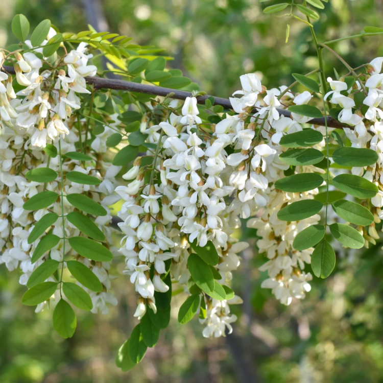 How To Grow Acacia Trees In 2026 | Close To Nature