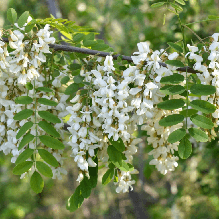 How To Grow Acacia Trees In 2026 | Close To Nature
