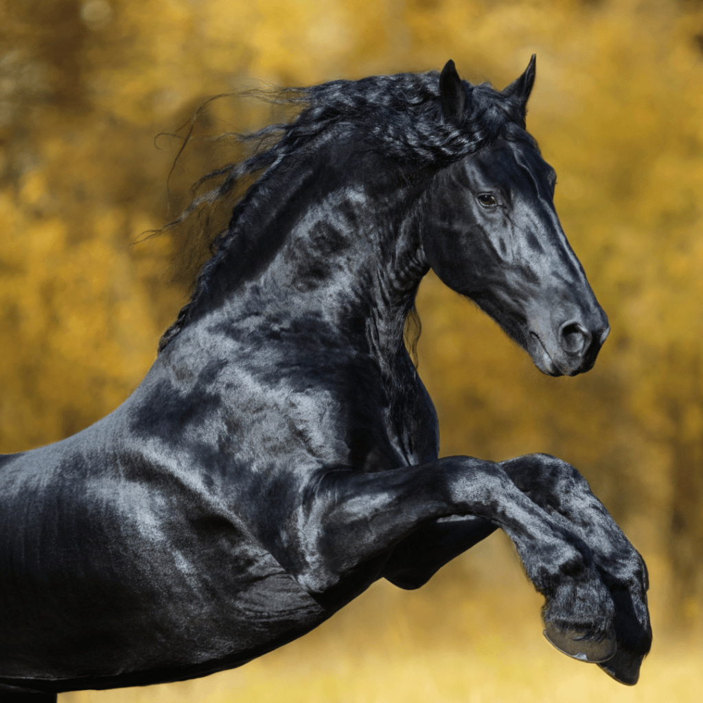 Top Friesian Horse Breeds In 2026 | Close To Nature